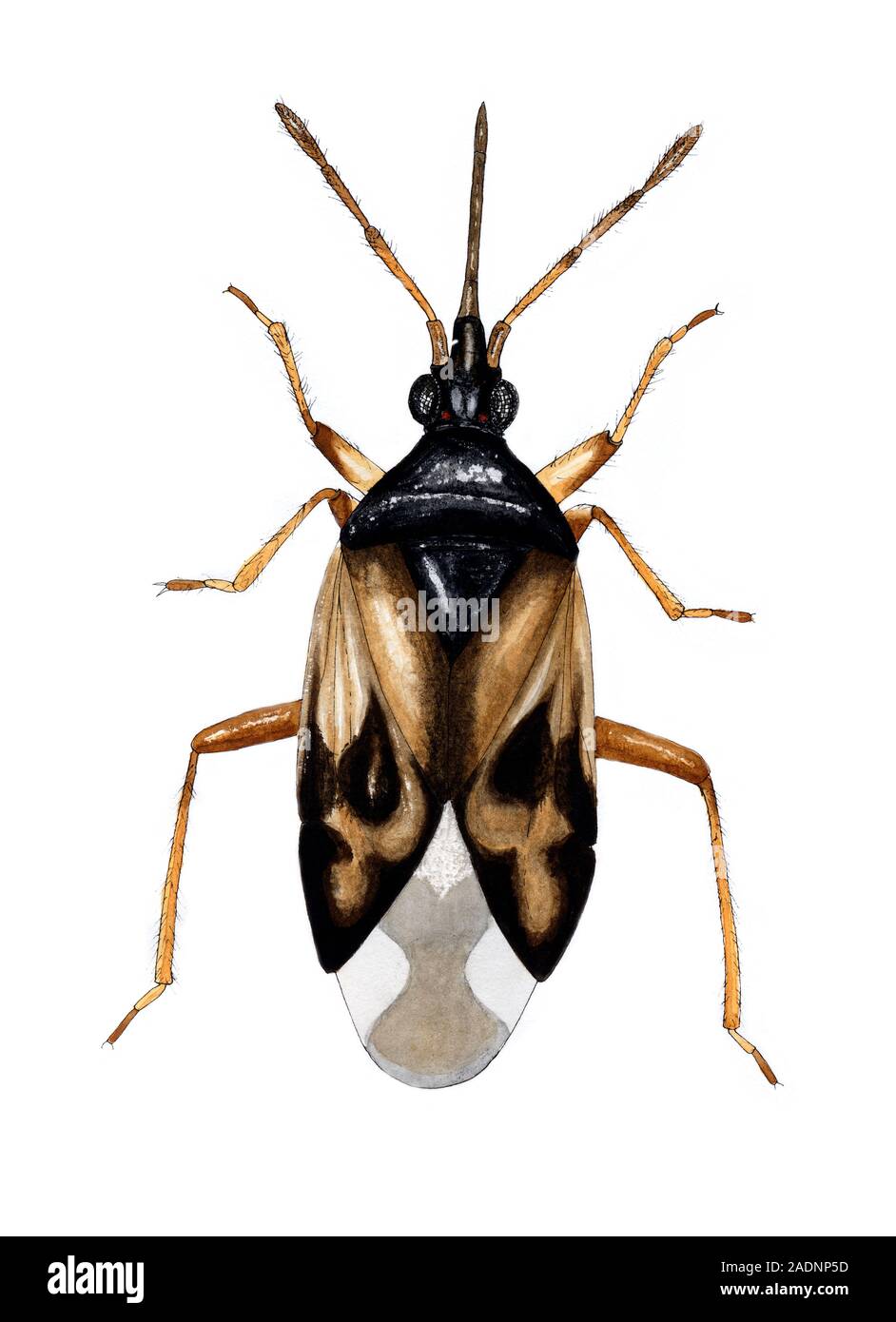 Common flower bug (Anthocoris nemorum). This small predator measures ...