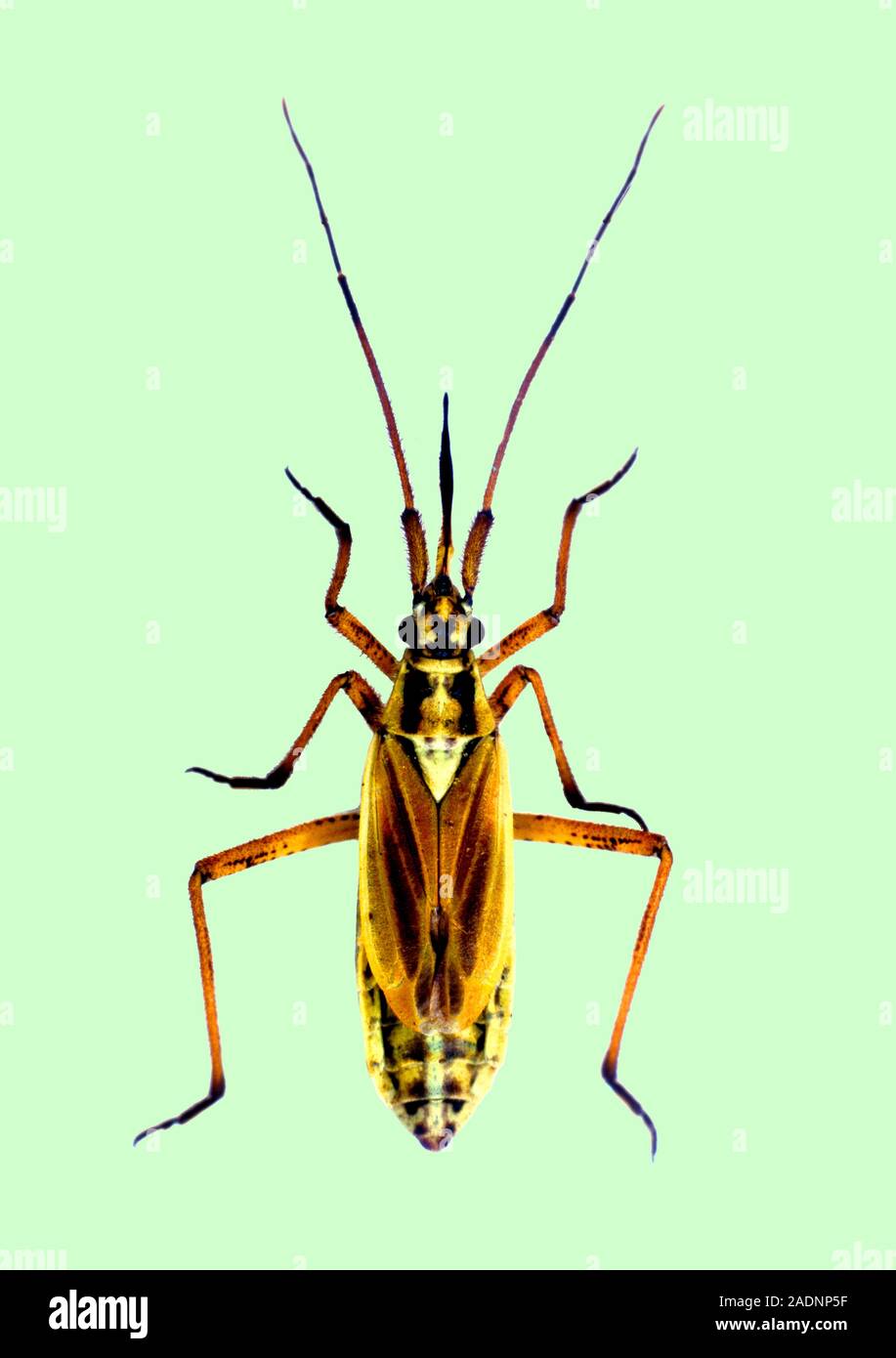 Female hop capsid bug (Calocoris fulvomaculatus), artwork. This ...
