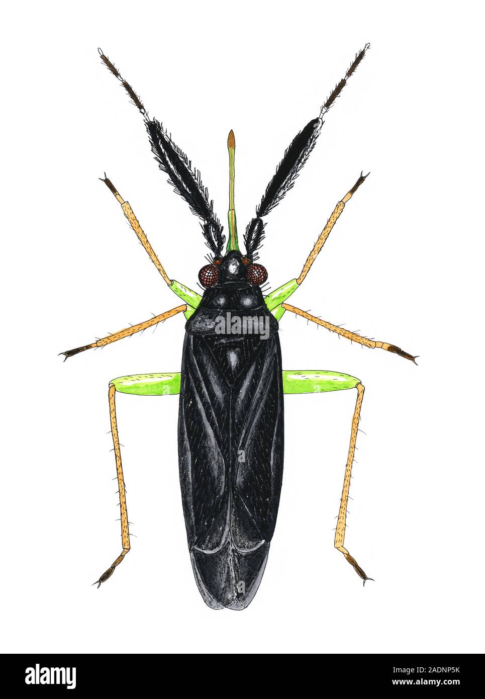 Capsid bug (Heterotoma planicornis), artwork. This predatory species of ...