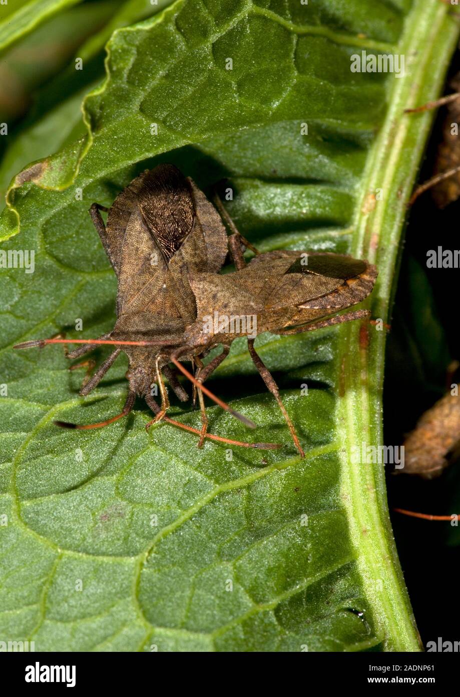 Squash bugs (Coreus marginatus) on a dock leaf (Rumex obtusifolius ...
