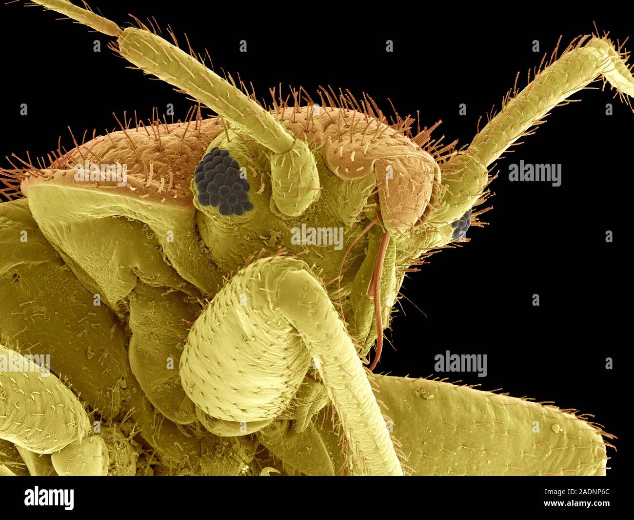 Bedbug. Coloured scanning electron micrograph (SEM) of the head of a ...
