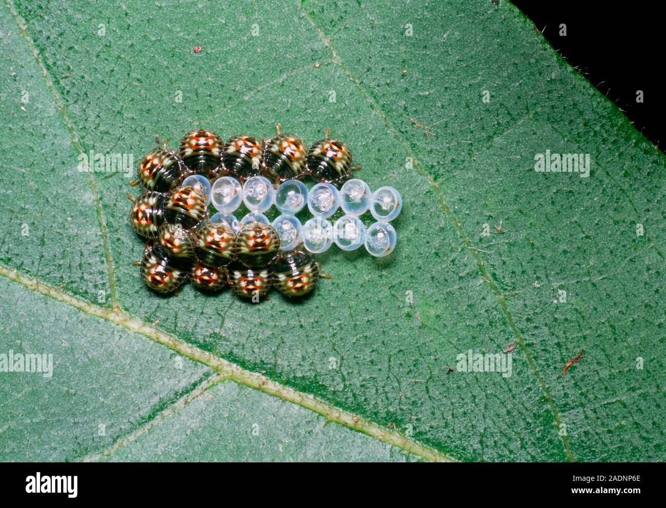 Shield bug nymphs (Family Pentatomidae) clustered round the egg shells they have just emerged ...