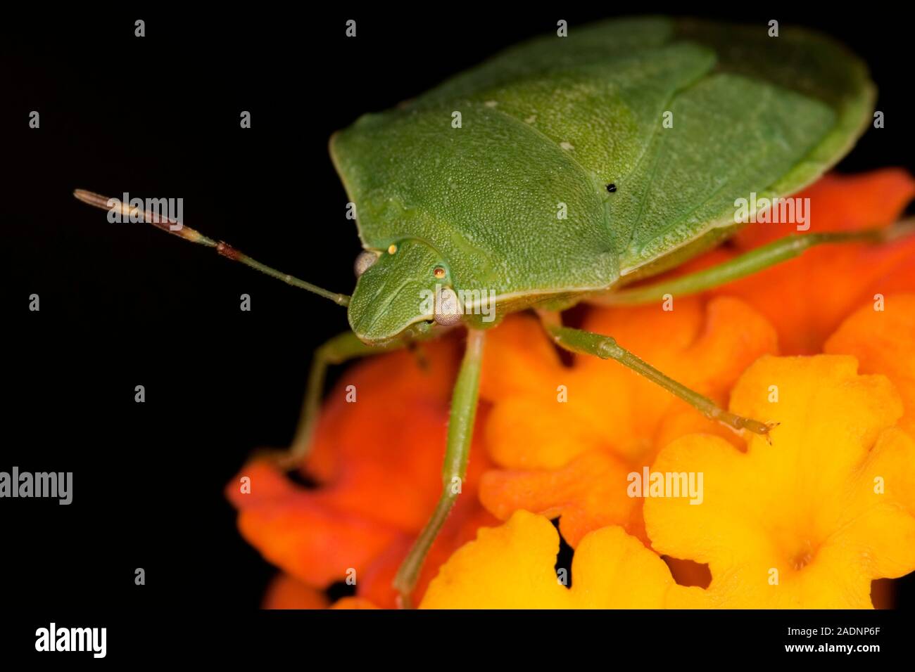 Green stink bug (Nezara viridula) on a flower. This insect is a pest of ...
