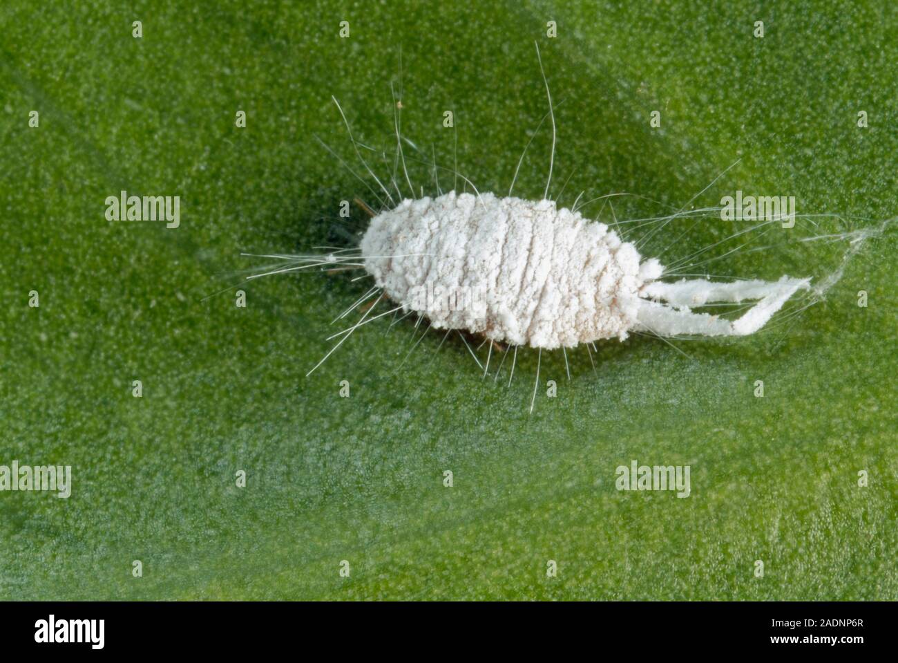 Striped mealybug (Ferrisia virgata) on a plant leaf Stock Photo - Alamy