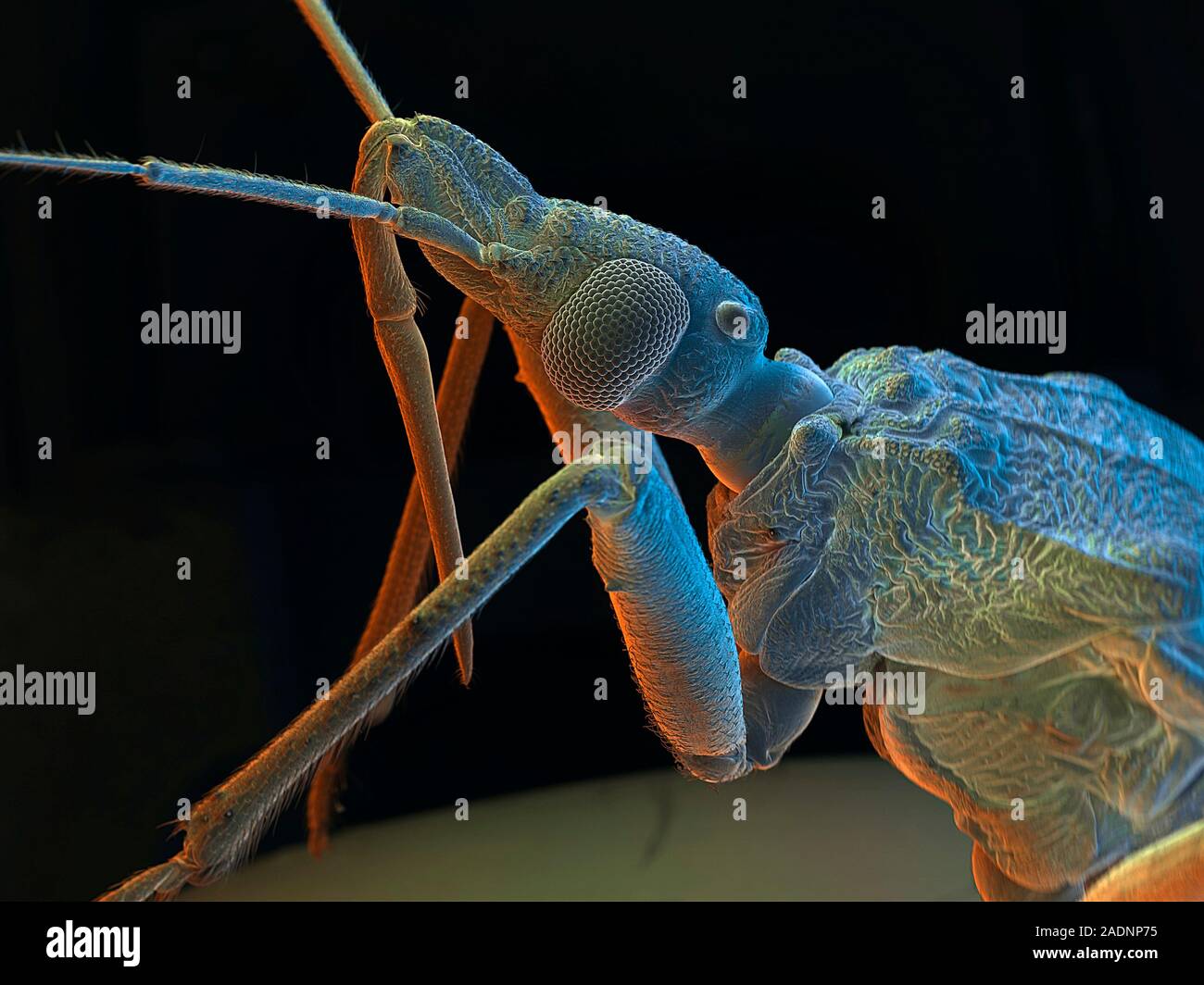 Assassin bug. Coloured scanning electron micrograph (SEM) of an ...
