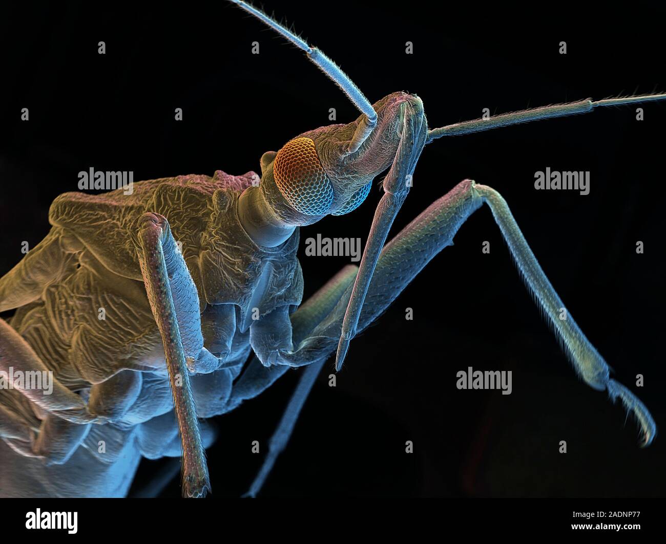 Assassin bug. Coloured scanning electron micrograph (SEM) of an ...
