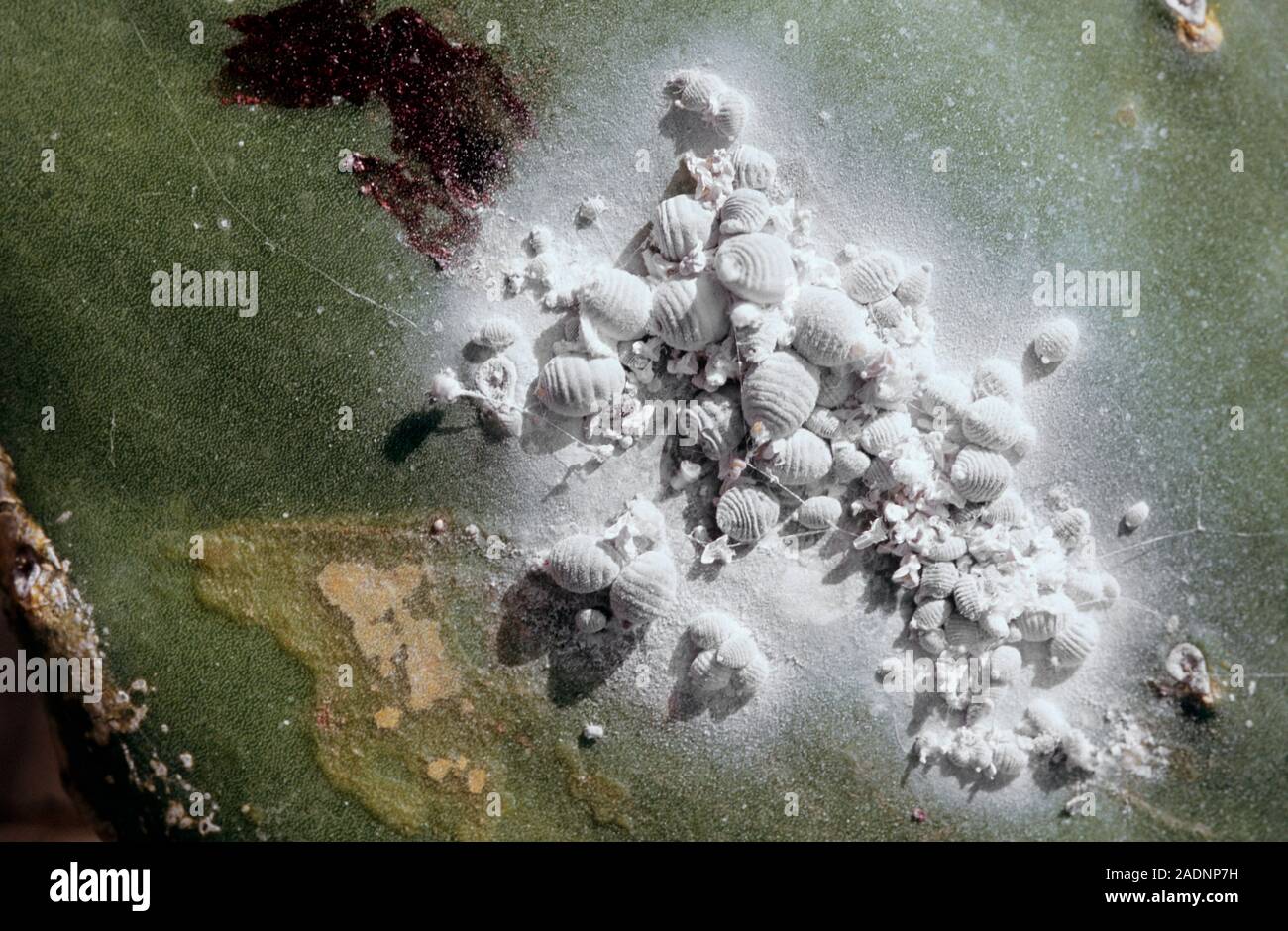 Cochineal insects (Dactylopius coccus) parasitizing a prickly pear ...