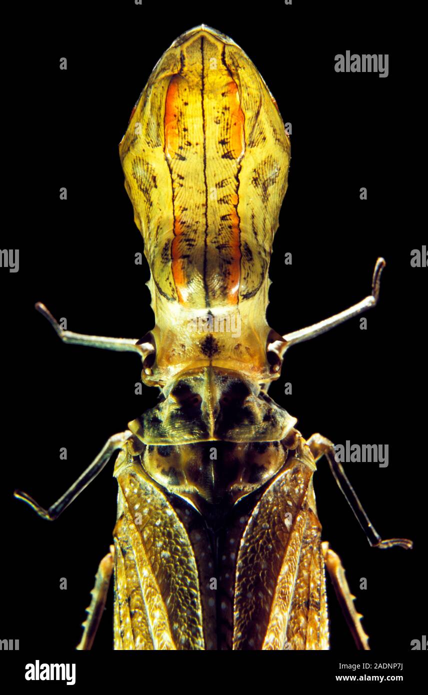 Lantern fly (Fulgora laternaria). This planthopper (infraorder ...