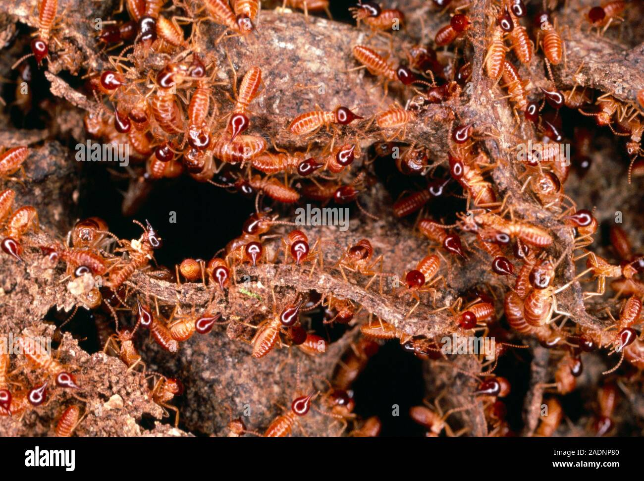 Nasute termites, Ecuador: soldier termites guard a breach in the wall ...