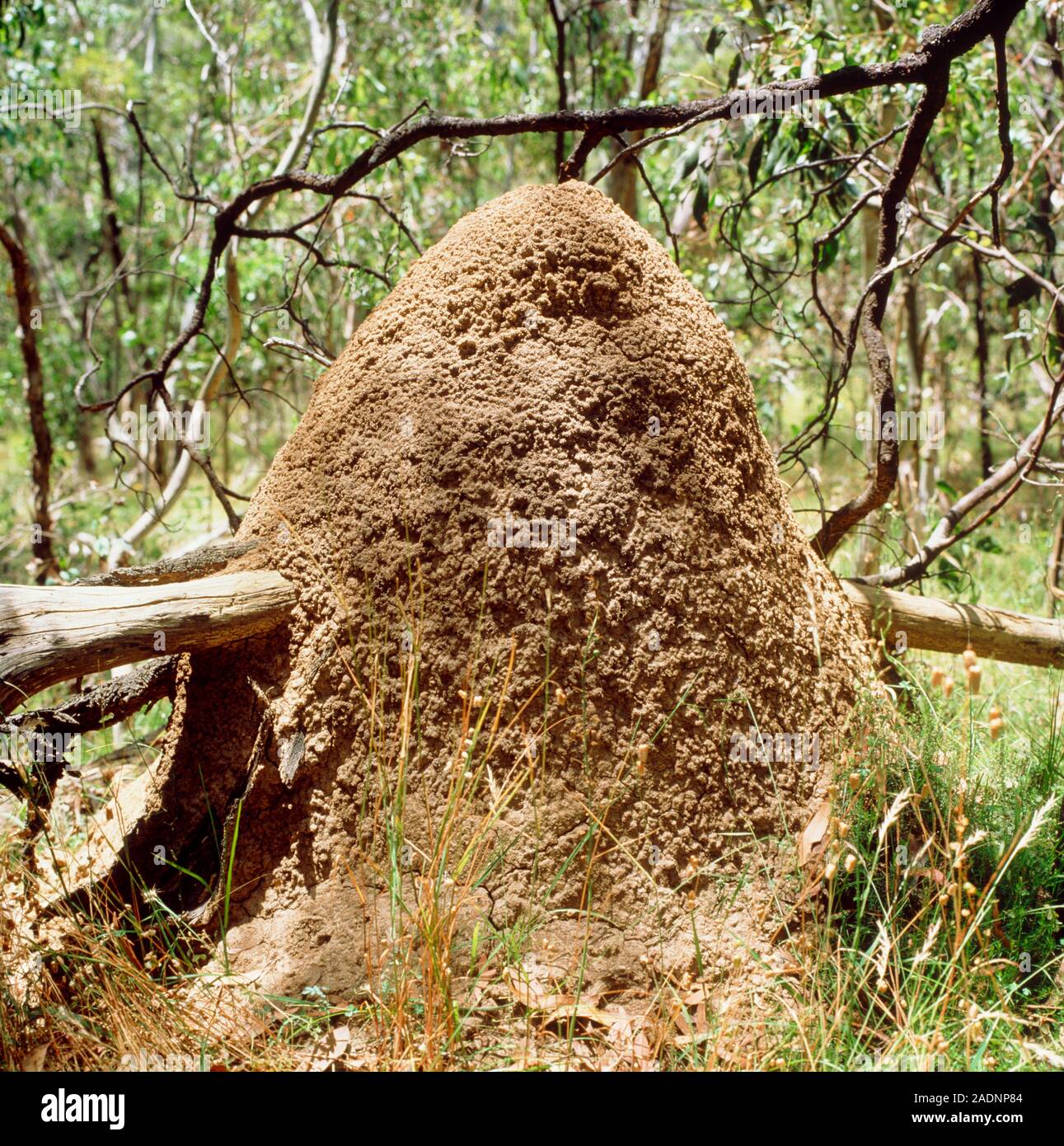 Termite mound. Mound made by termites of the species Nasutitermes ...