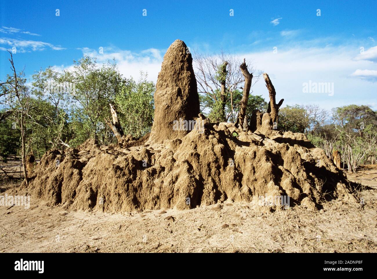 Termite mound. Termites are social insects that live in large colonies ...