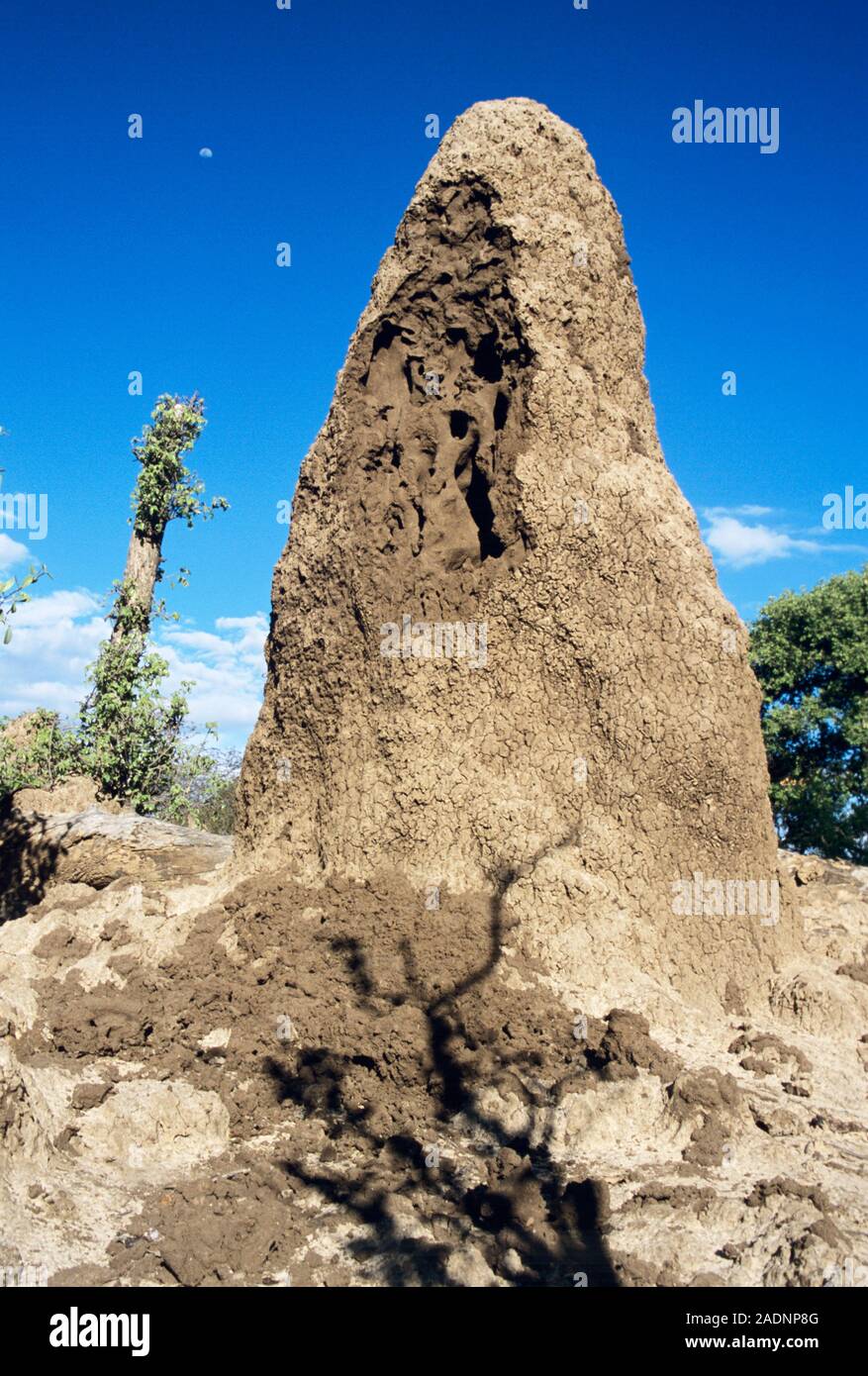 Termite mound. Termites are social insects that live in large colonies ...