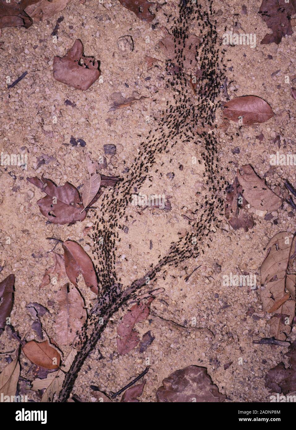 Processional termites (Hospitalitermes sp.). These termites are native ...