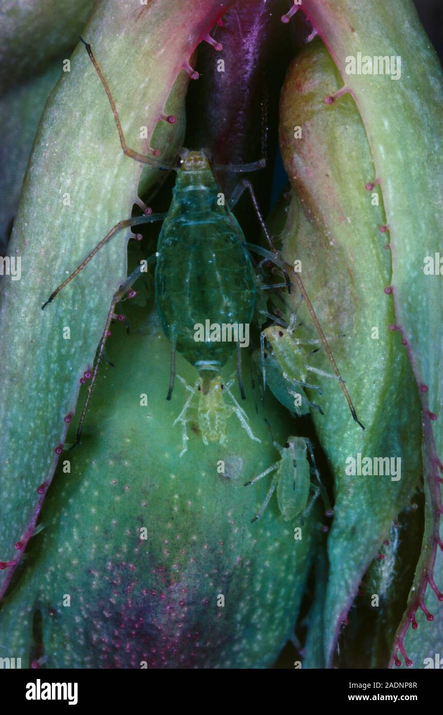 Flightless female aphid Cryptomyzus ribes givi birth to young larvae by ...