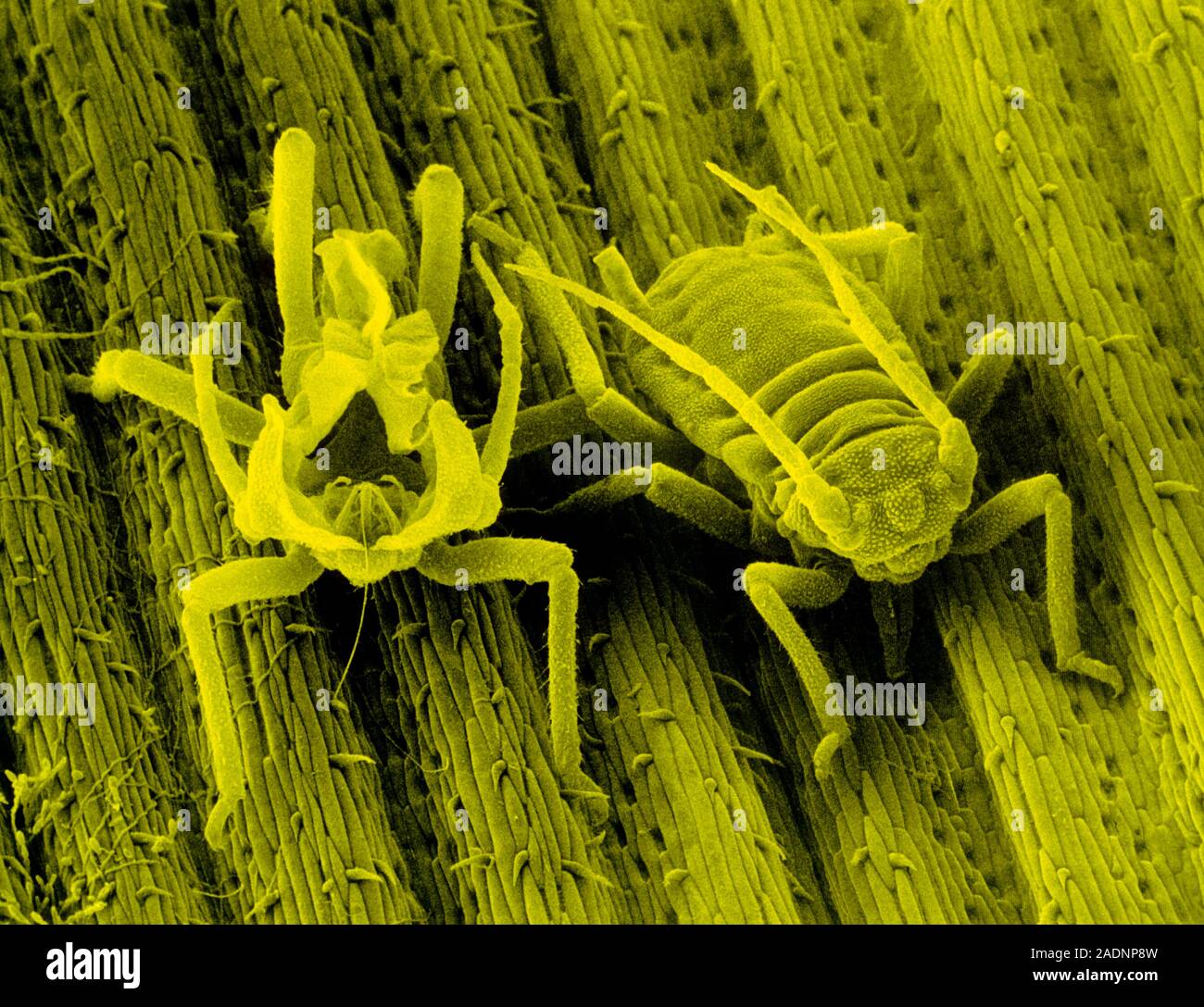 Scanning electron micrograph, tinted green, of the bird cherry aphid ...