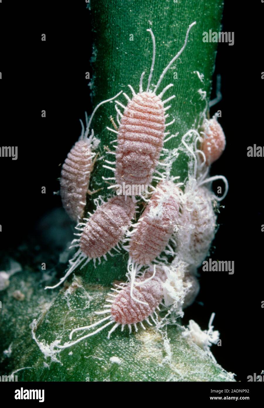Cluster of female mealy bugs Planococcus citri feeding on the stem of a ...