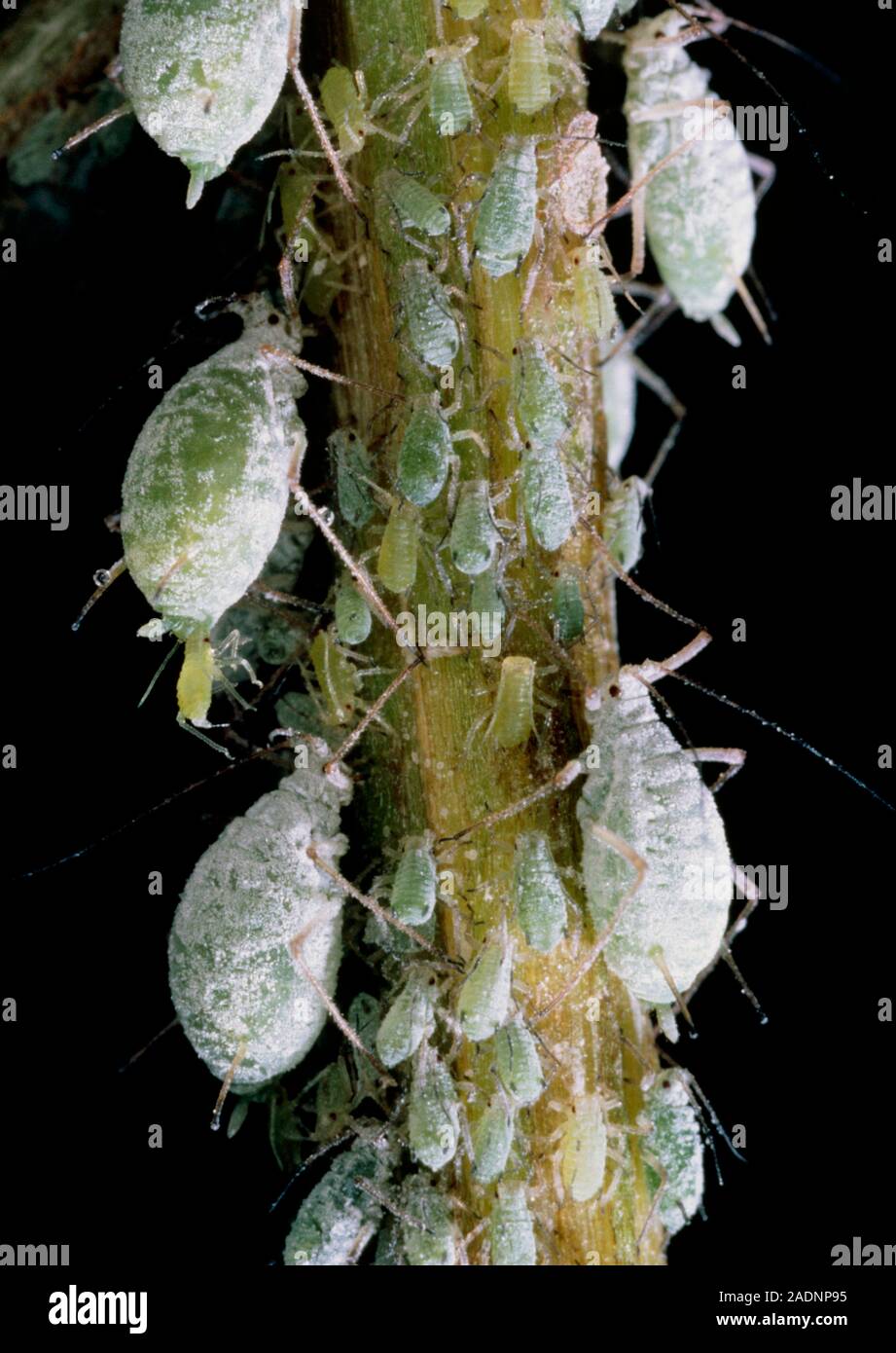 North American lupin aphids, Macrosyphum albifroms, feeding on a lupin ...