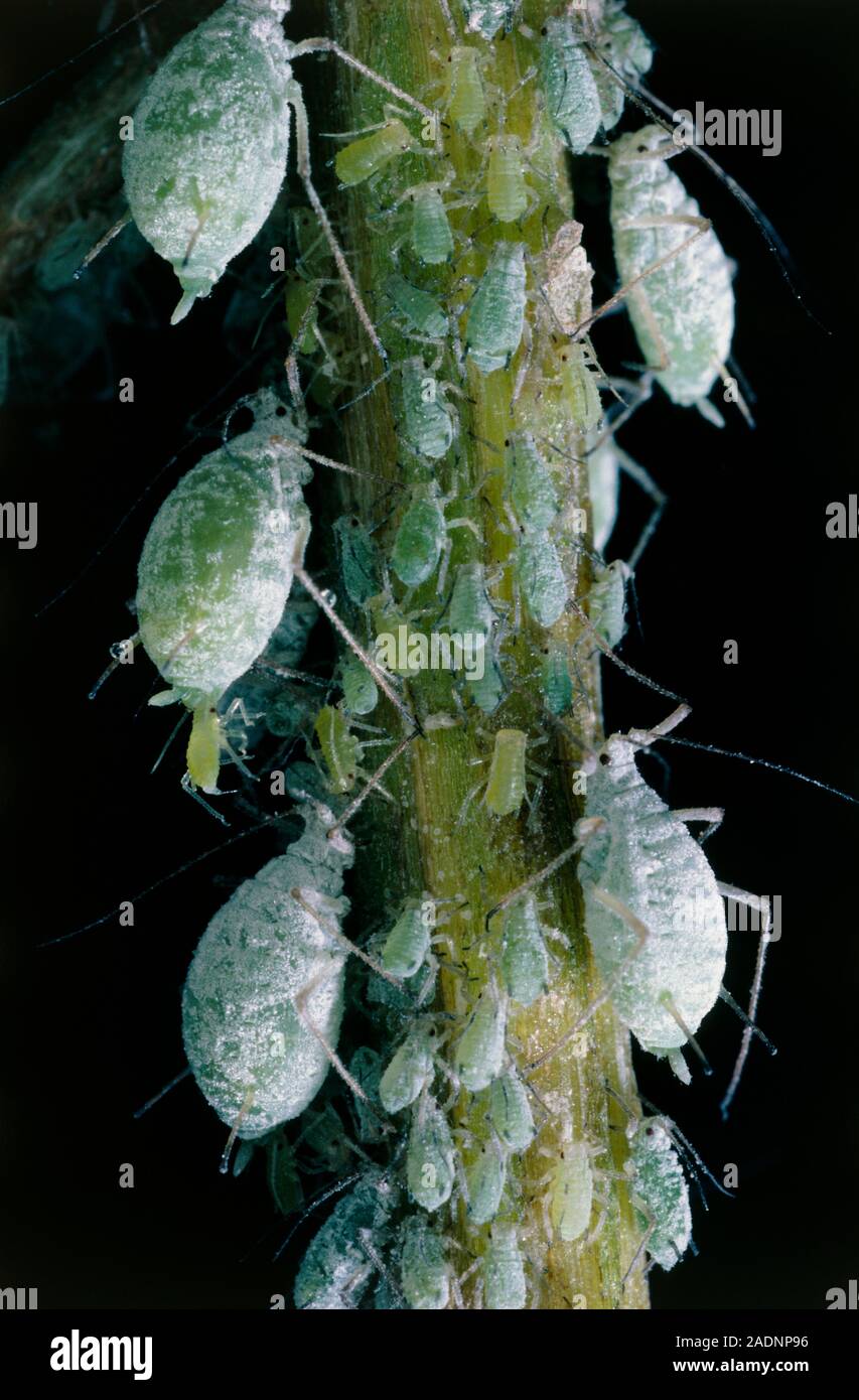 North American lupin aphids, Macrosyphum albifroms, feeding on a lupin ...