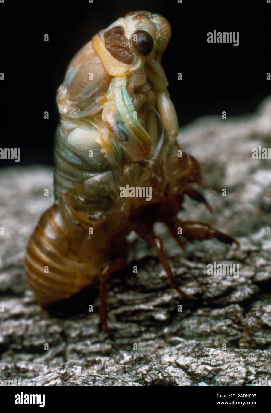 One of a sequence of photographs showing the metamorphosis of a cicada ...