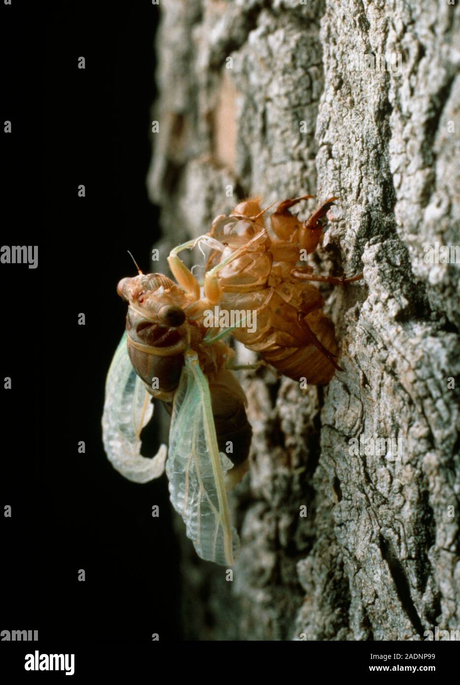 One of a sequence of photographs showing the metamorphosis of a cicada ...