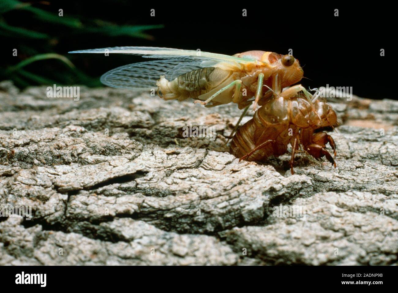 One of a sequence of photographs showing the metamorphosis of a cicada ...