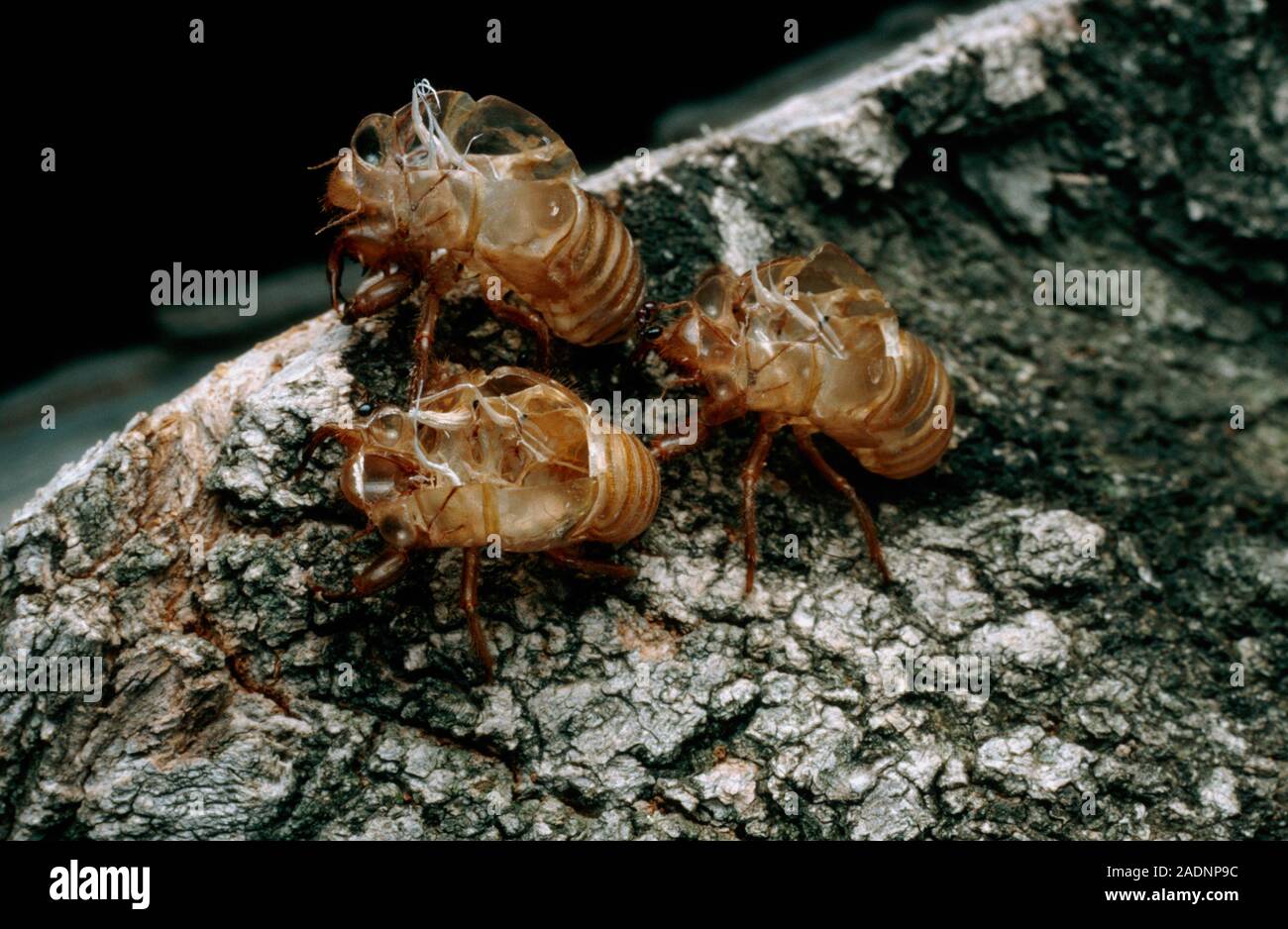 Empty nymphal skins discarded by cicadas, after metamorphosis from ...