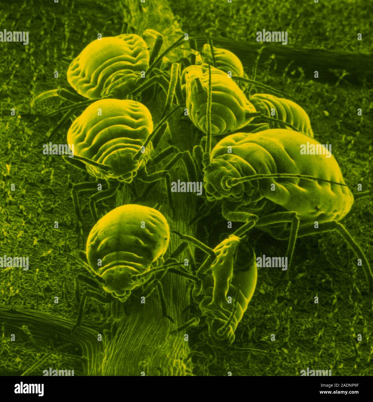 False colour scanning electron micrograph of wingless aphids (family ...
