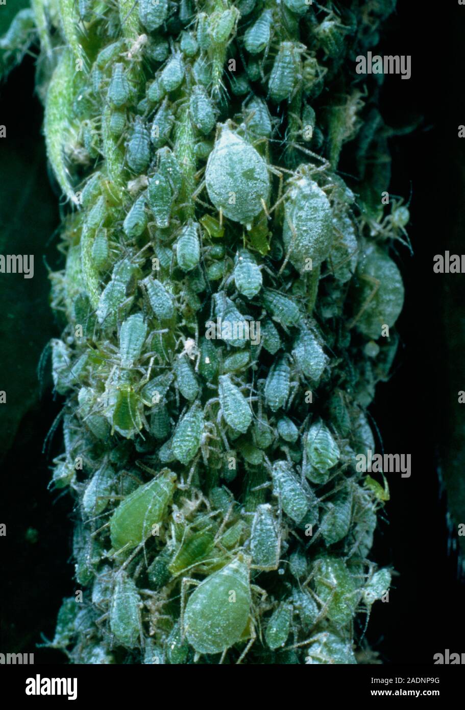 Macrophotograph of lupin aphids, Macrosiphon albifrons, on a lupin stem ...