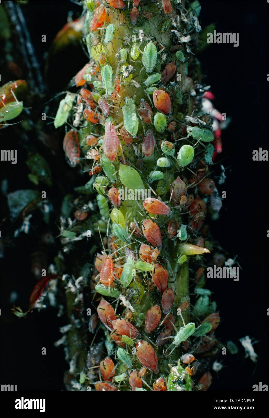 Rose aphids. Macrophotograph of a cluster of Rose aphids Macrosiphon ...