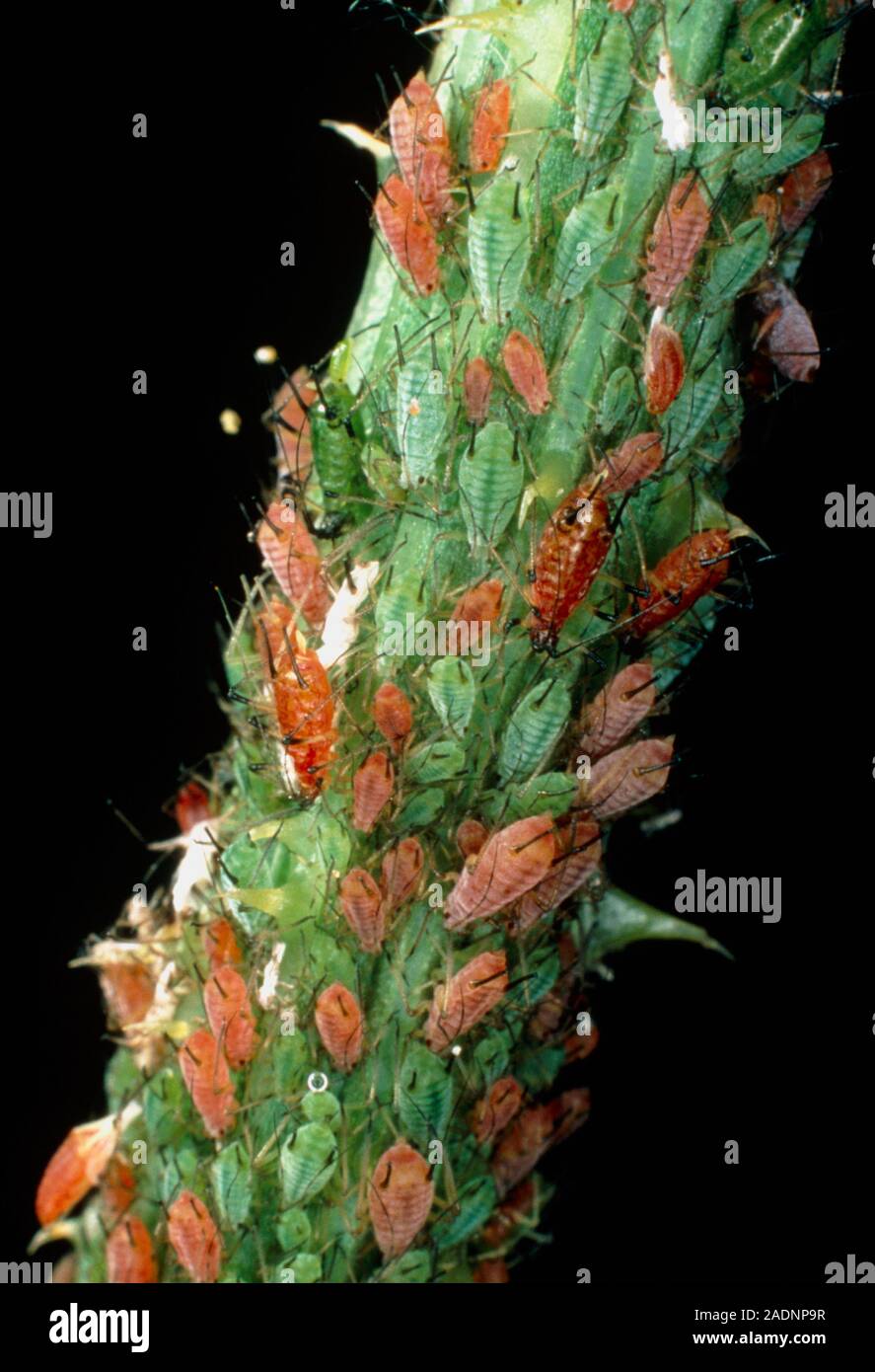 Rose aphids. Macrophotograph of a cluster of Rose aphids Macrosiphon ...