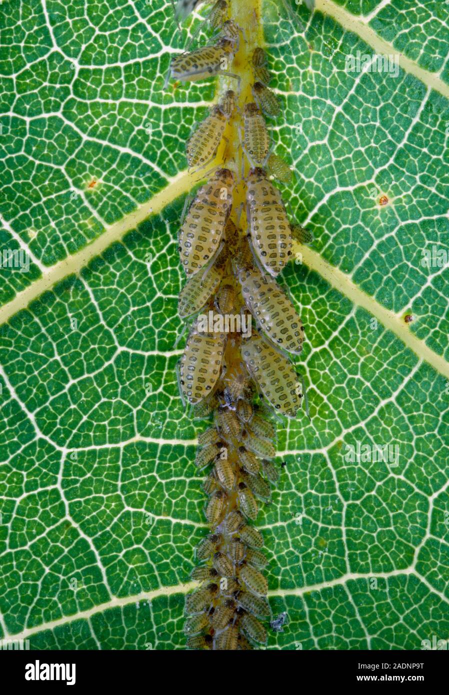 Walnut aphid. Macrophotograph of a population of aphids clustered along ...