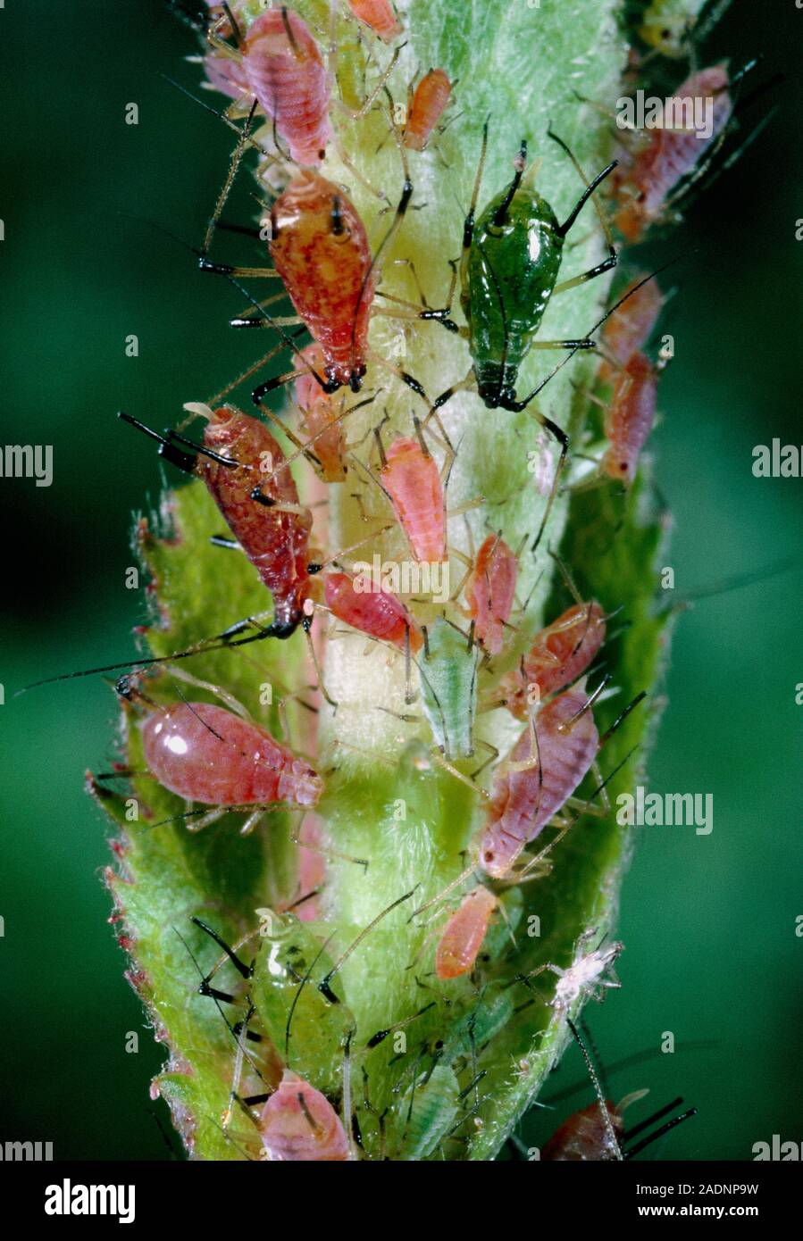 Rose aphids. Macrophotograph of a cluster of Rose aphids Macrosiphon ...