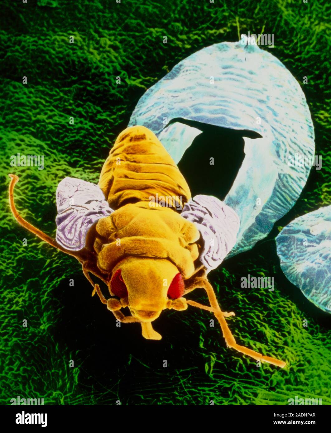 Tobacco whitefly. Coloured Scanning Electron Micrograph (SEM) of a ...