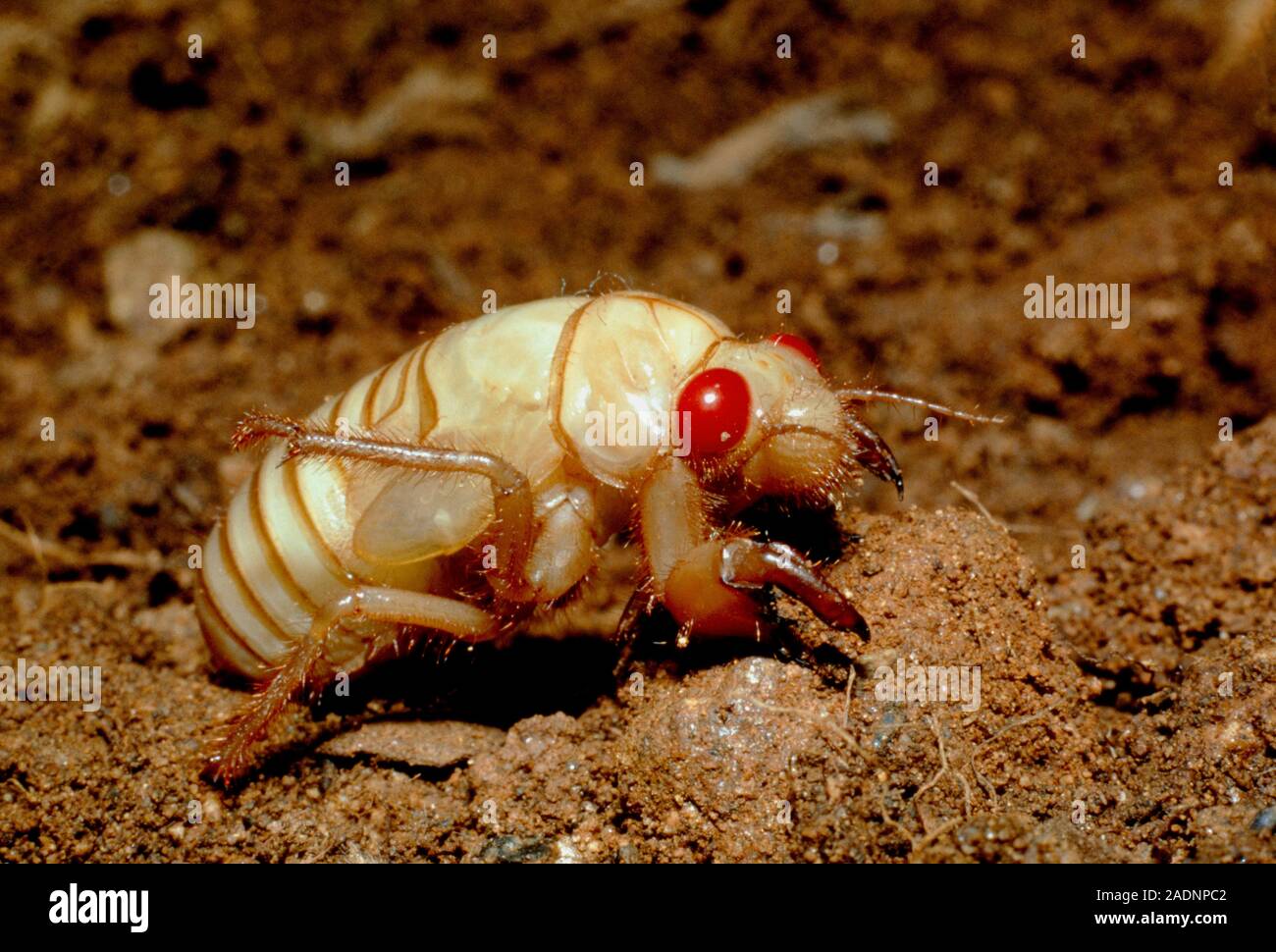 Cicada nymph. The nymph stage of a cicada, family Cicadidae, crawling ...
