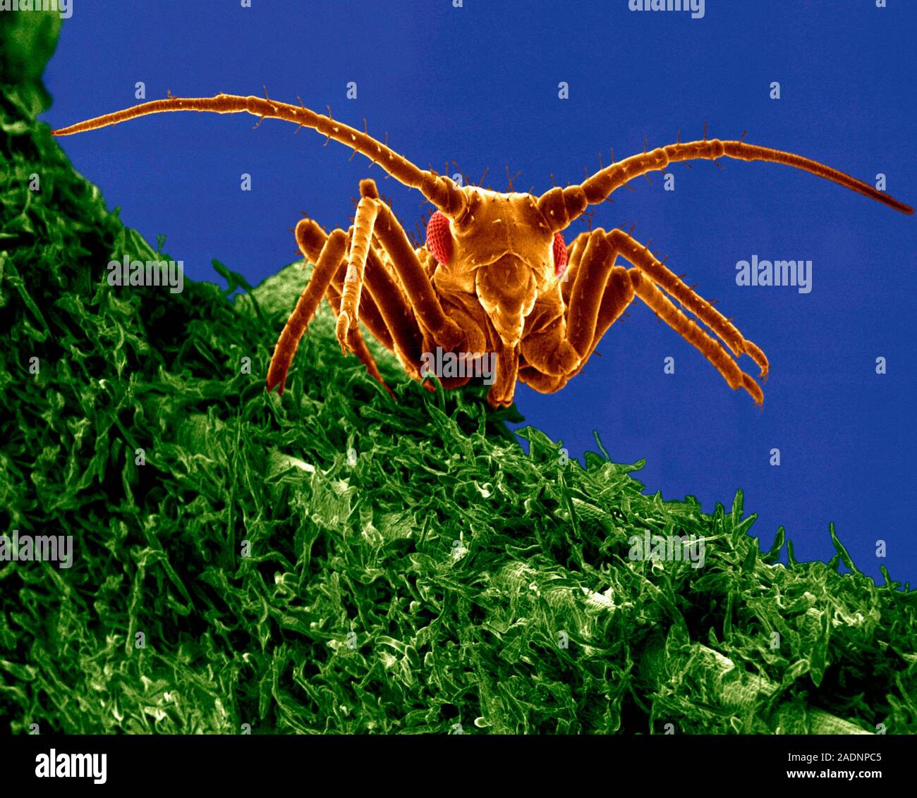 Aphid. Coloured Scanning Electron Micrograph (SEM) of an aphid feeding ...