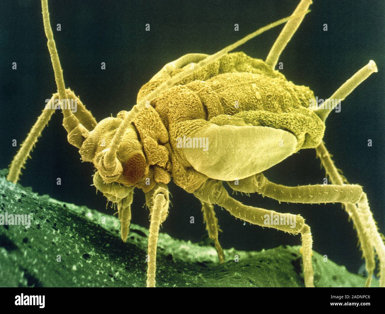 Rose aphid nymph. Coloured scanning electron micrograph (SEM) of a Rose ...