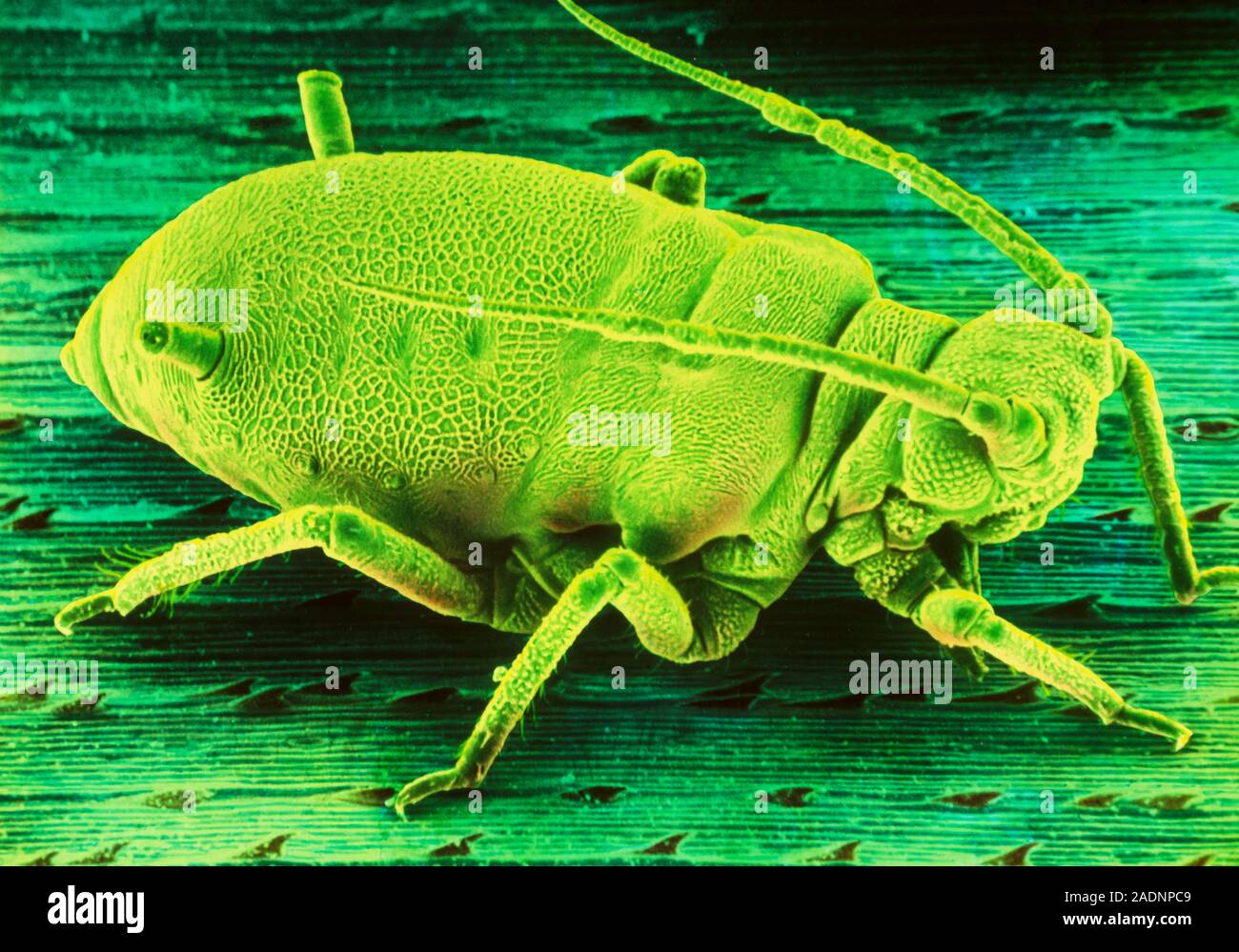Aphid. Coloured scanning electron micrograph (SEM) of an aphid on a ...