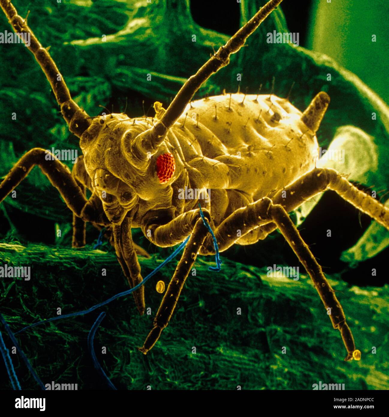 Aphid. Coloured scanning electron micrograph (SEM) of an aphid. This ...