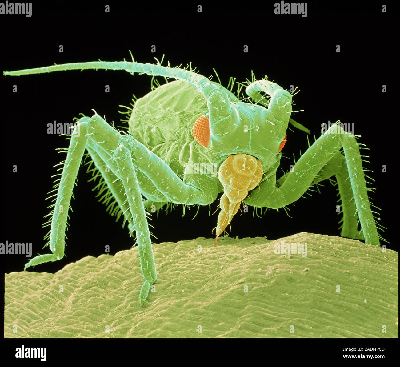 Aphid. Coloured scanning electron micrograph (SEM) of an aphid ...