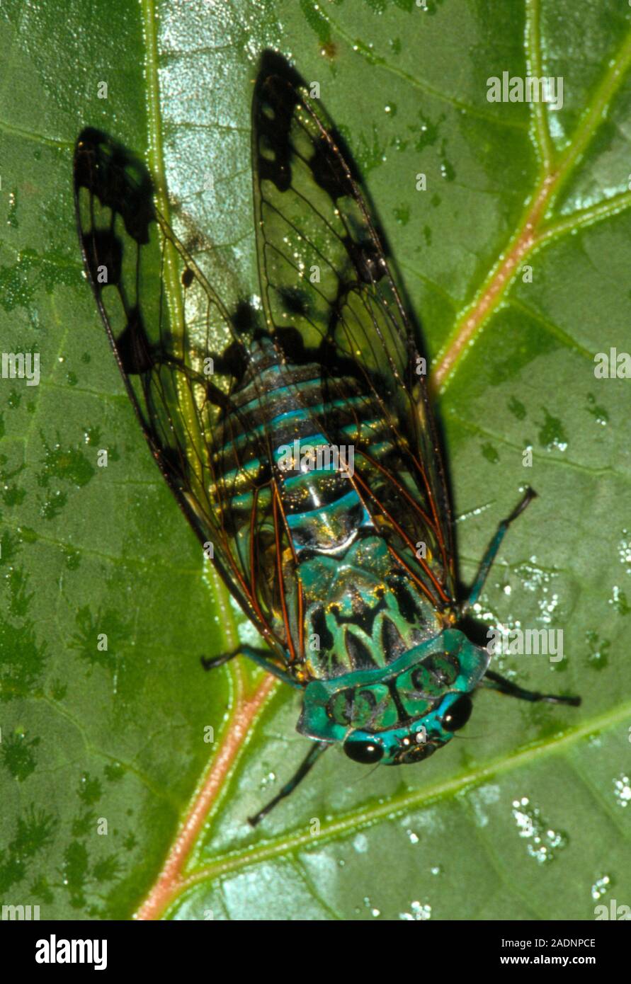 Cicada. View of an adult cicada resting on a leaf. The cicada is a ...