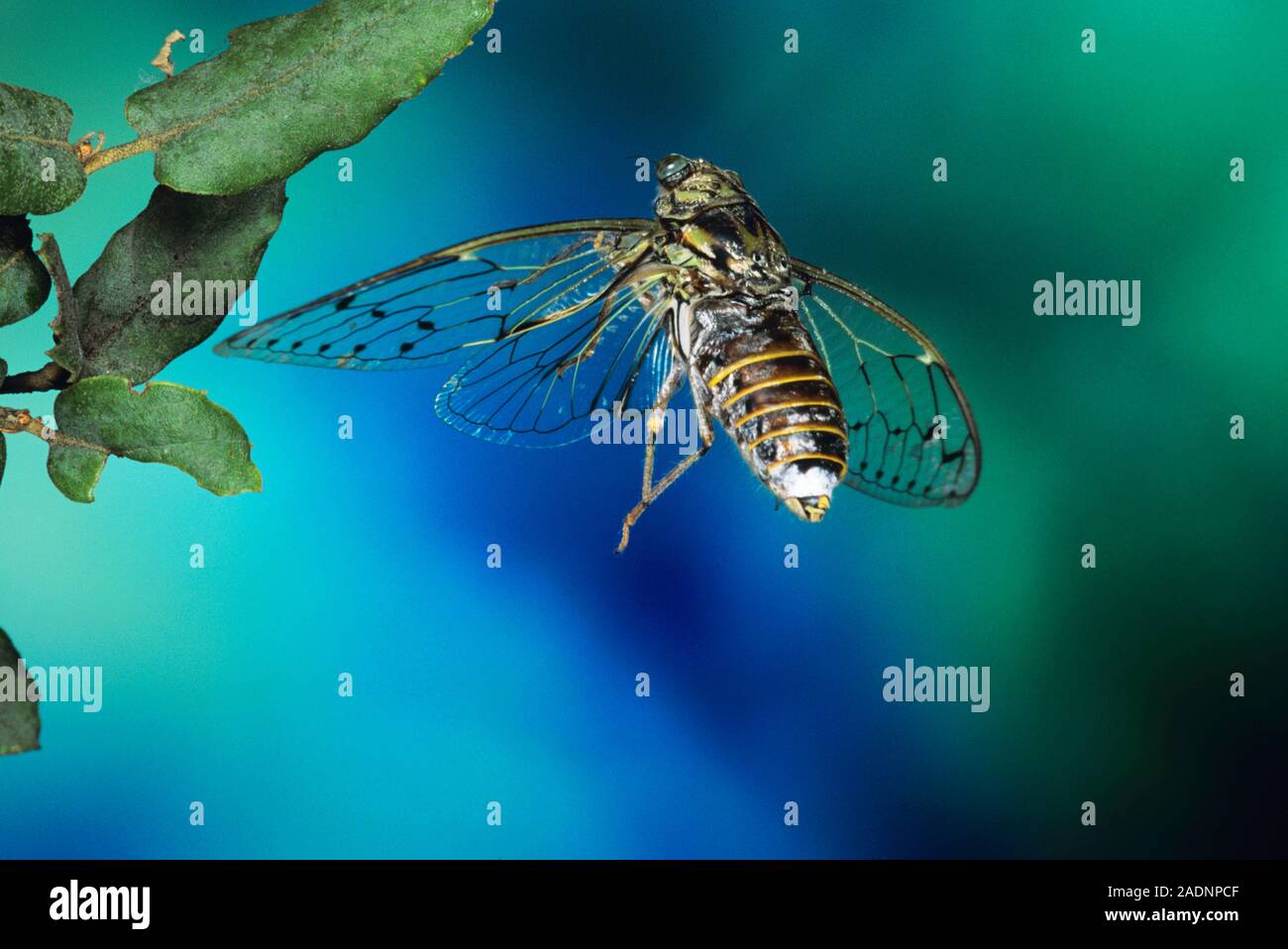 Cicadda. High-speed photograph of a cicada (family: Cicadidae) in ...