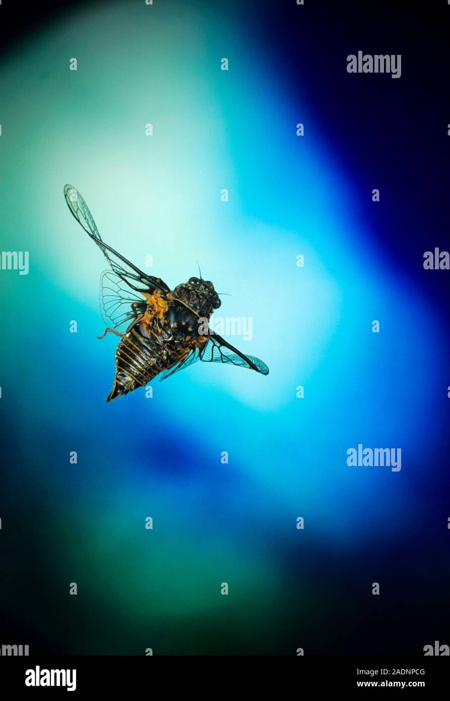 Cicada. High-speed photograph of a cicada (family: Cicadidae) in flight ...