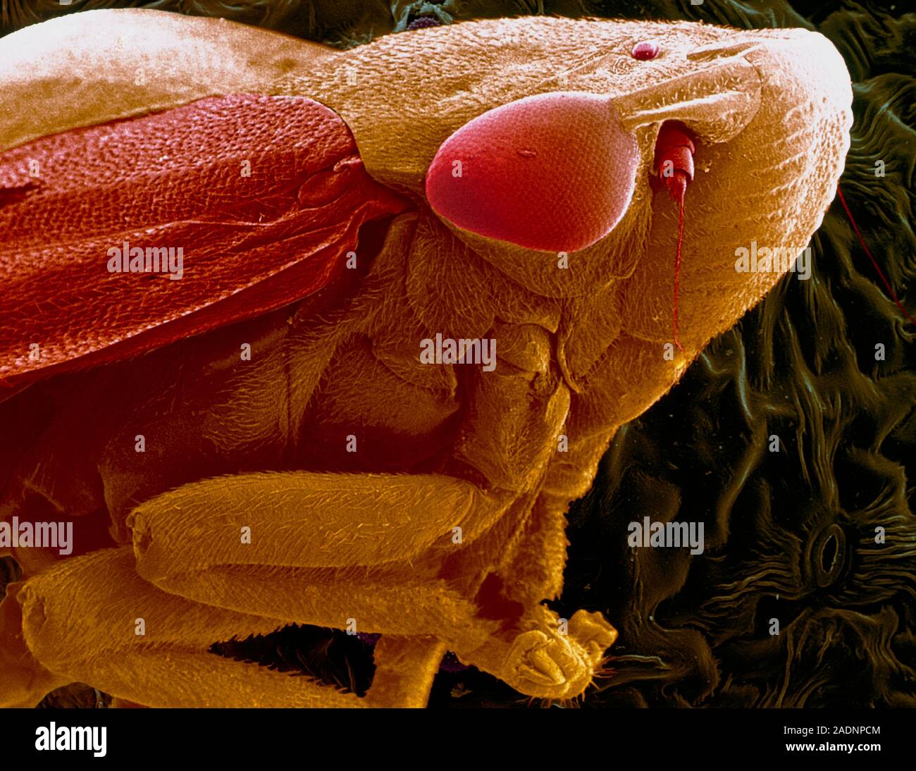 Froghopper. Coloured scanning electron micrograph (SEM) of a froghopper ...