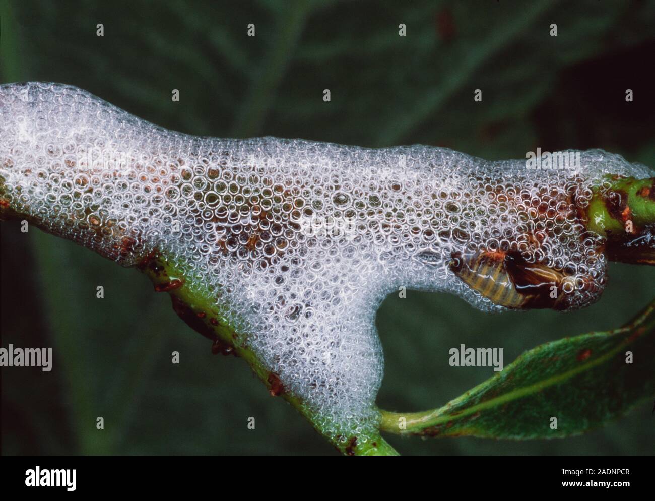 Cuckoo spit on a branch. This waxy, protective foam is secreted by ...