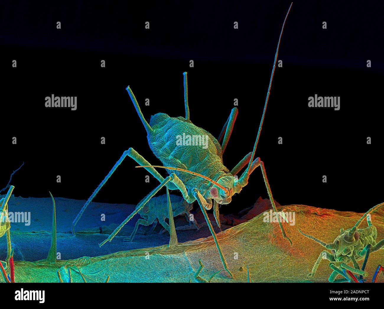 Green peach aphid. Coloured scanning electron micrograph (SEM) of the ...