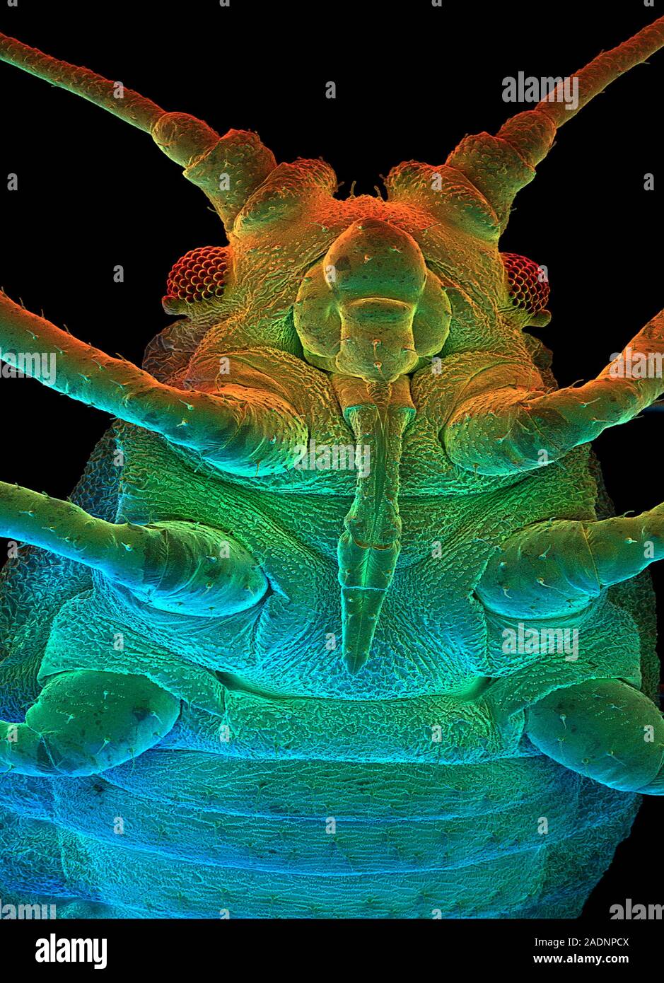 Green peach aphid. Coloured scanning electron micrograph (SEM) of a ...