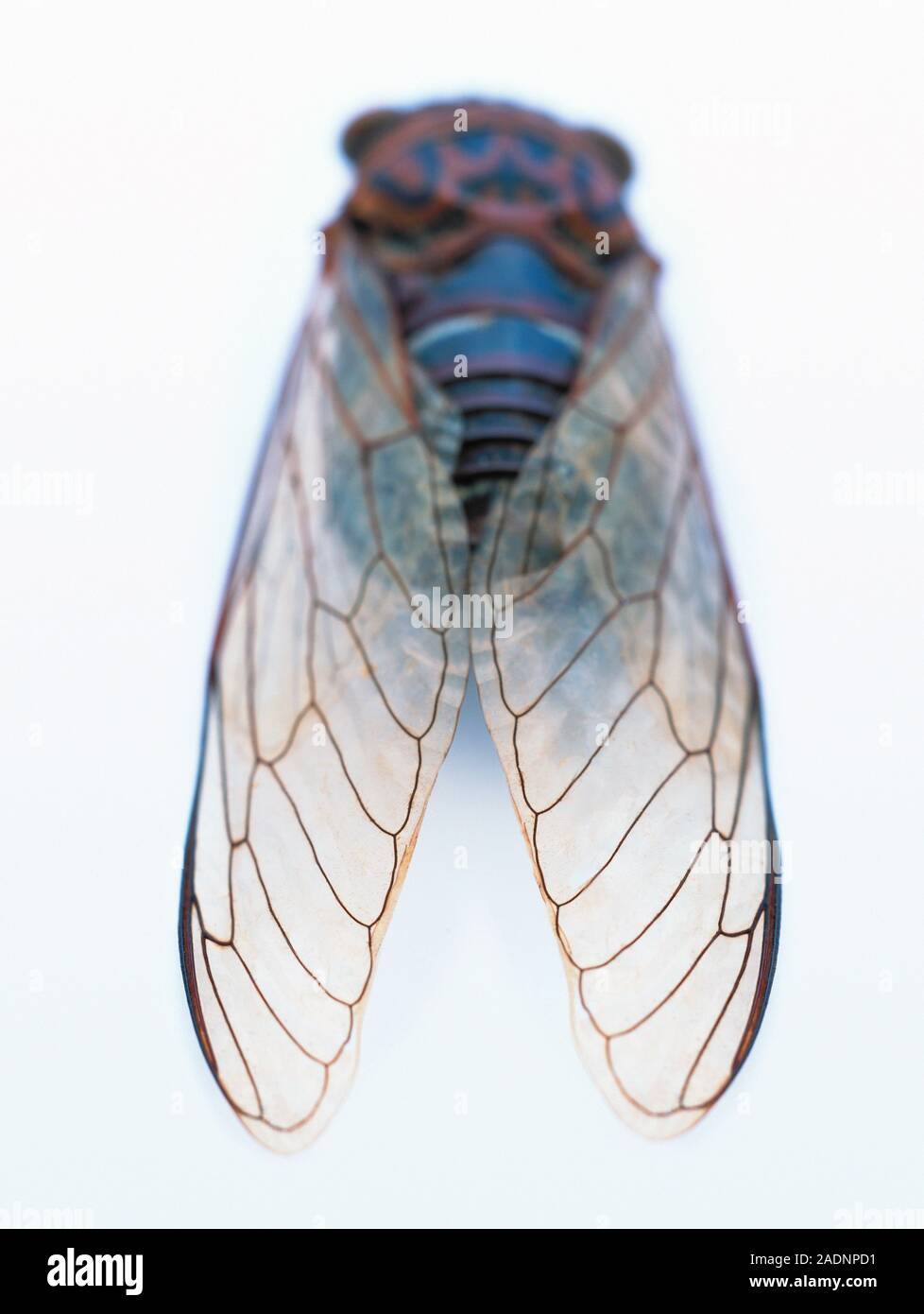 Cicada (family Cicadidae). Cicadas have two pairs of large, membranous ...