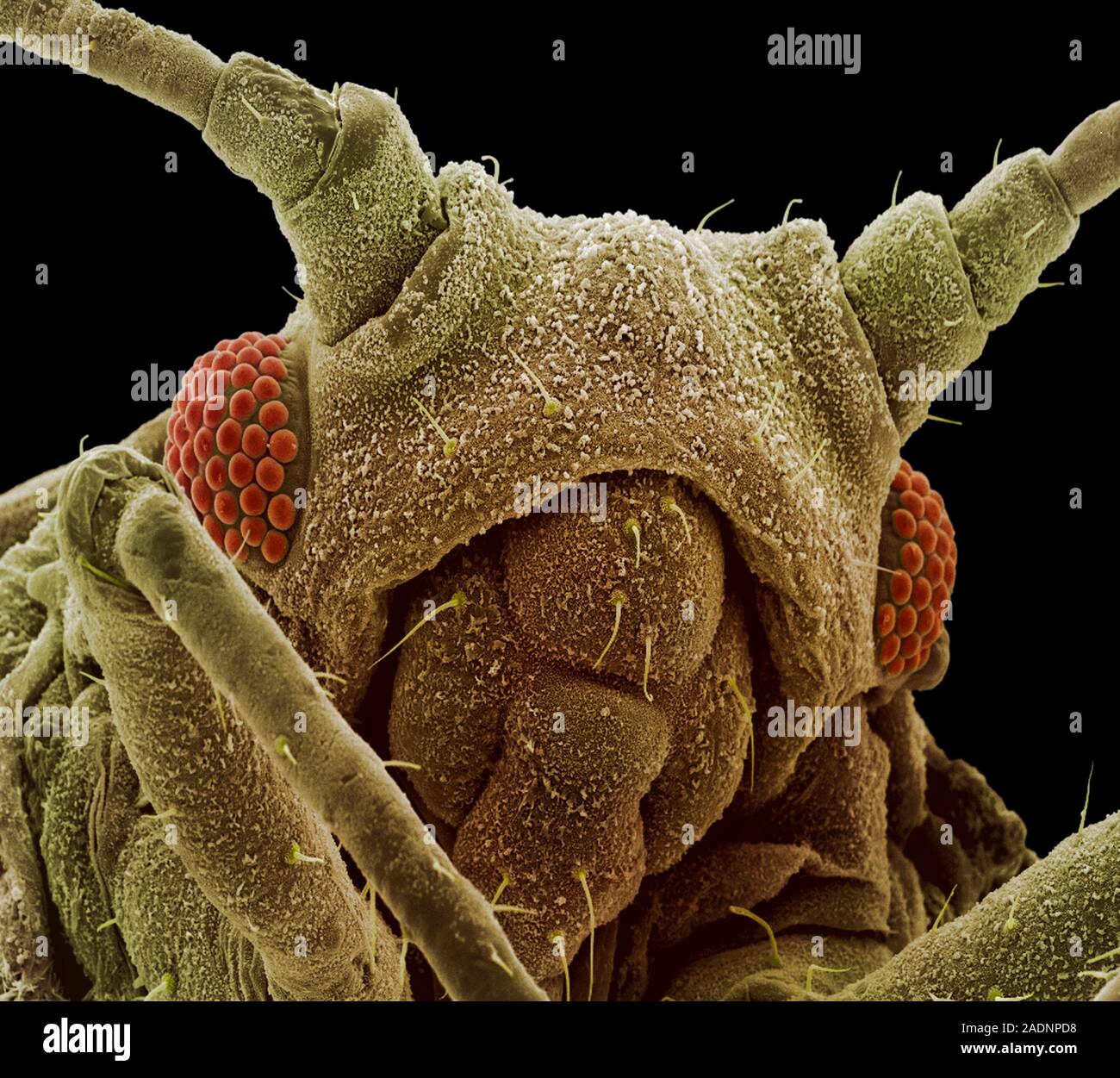 Aphid. Coloured scanning electron micrograph (SEM) of the head of an ...