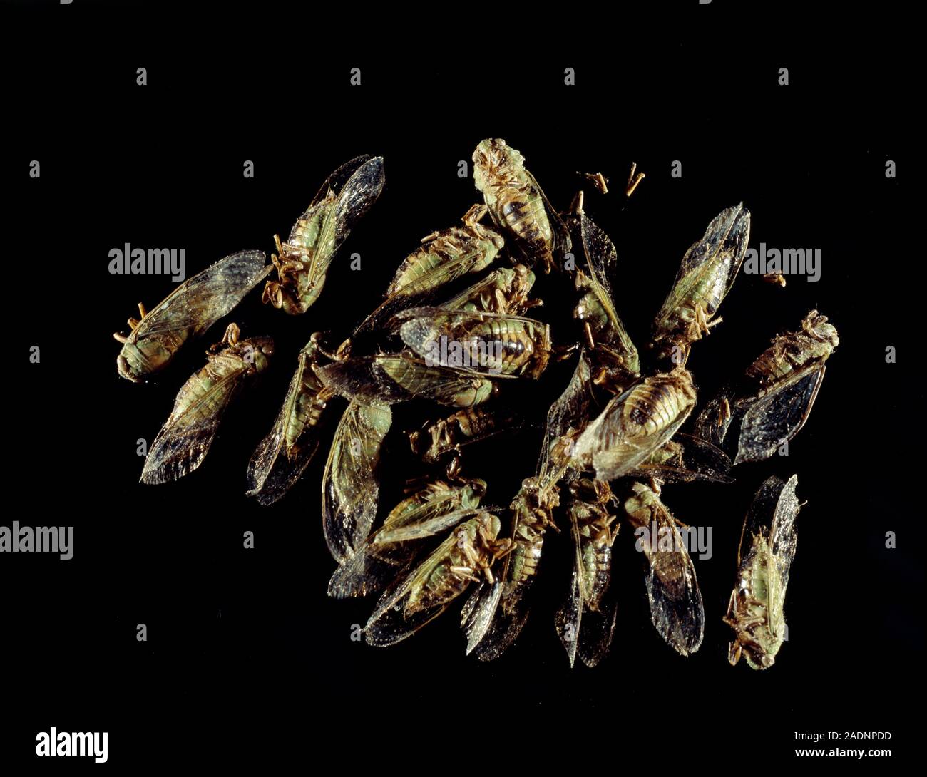 Cicada insects (Carineta aratayensis). These specimens have been ...