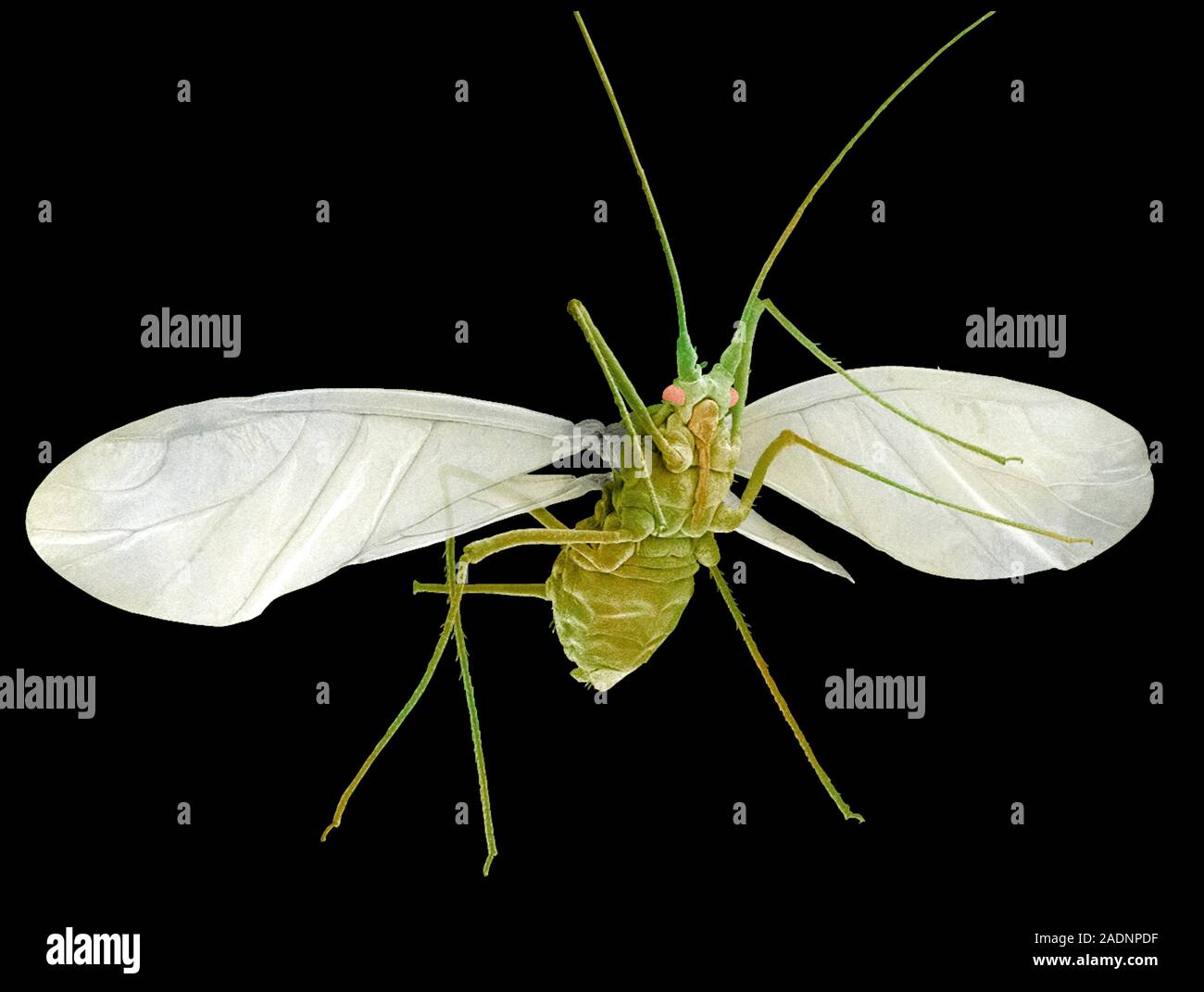 Aphid in flight. Computer manipulated coloured scanning electron ...